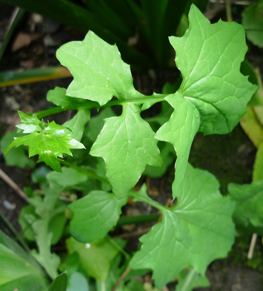 Nipplewort , early July I see lots in flower (see example below ...
