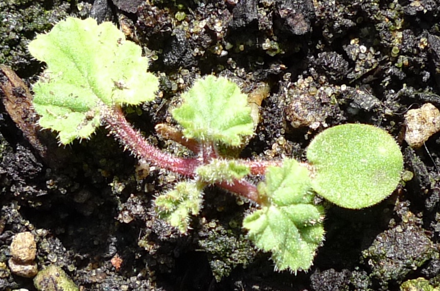 I took this out of a seed tray and repotted it so I can see what ...